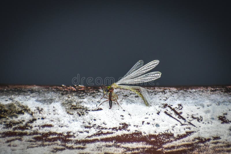 Ant Eats Praying Mantis Bug Stock Photo - Image of ecology, mantis ...