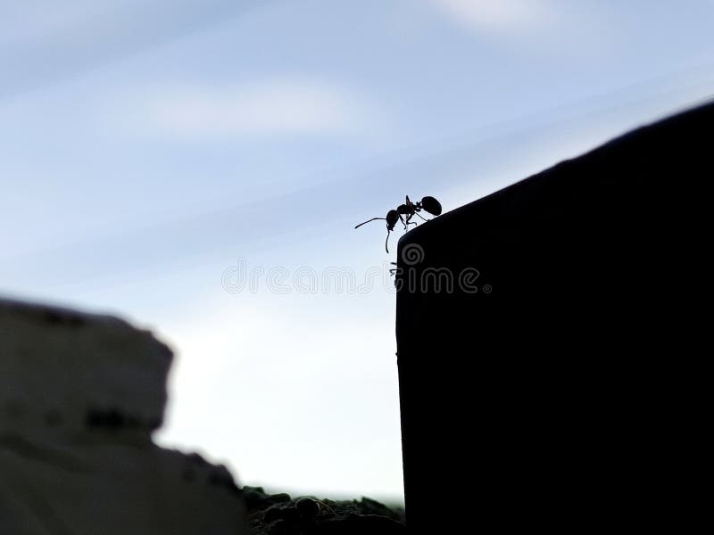Ant on Edge Against Sky Silhouette Macro Stock Photo - Image of small ...
