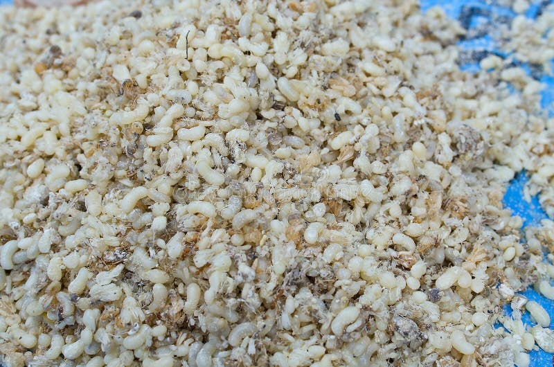 Ant eggs on leaves stock photo. Image of food, green - 39272962