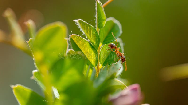 Ant in the evening sun stock photo. Image of flowers - 233640636