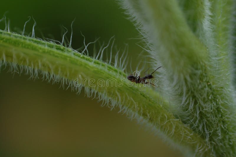 Ant exploring stock photo. Image of close, nature, garden - 108920332