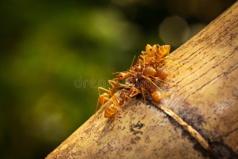 Ant Extreme Close Up stock image. Image of wildlife - 226843291
