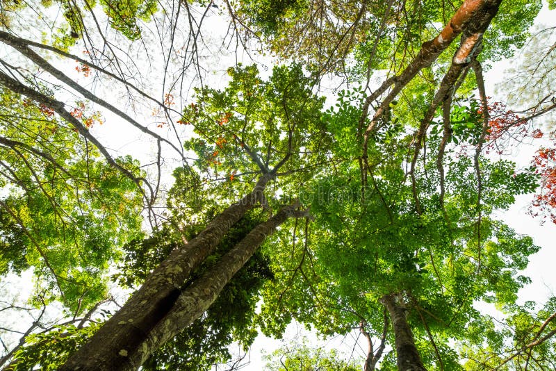 Ant Eye View Big Tree Rainforest Background Stock Photos - Free ...