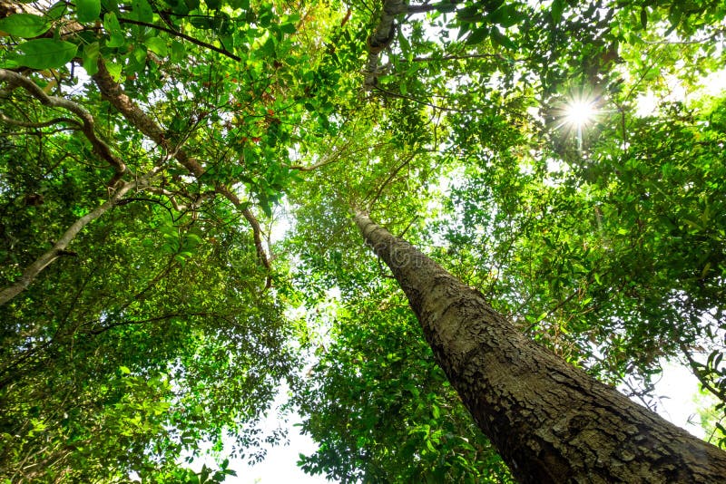 Ant Eye View of Big Tree in Jungle in Thailand Background Stock Photo ...