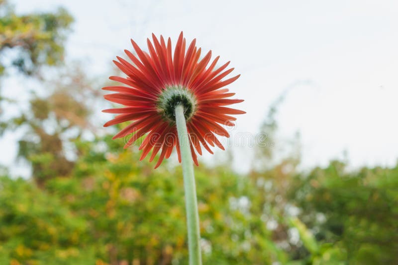 Ant Eye View of Red Gerbera Daisy Flower Stock Image - Image of closeup ...