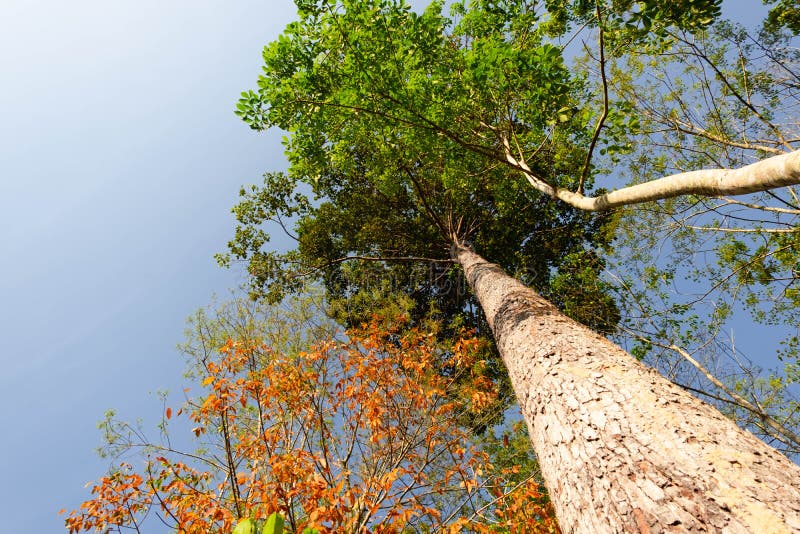 Ant Eye View of Resak Tembaga Tree in Jungle Background.forest and ...