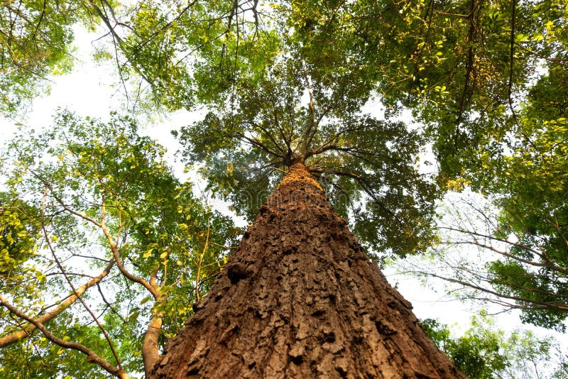 Ant Eye View of Resak Tembaga Tree in Jungle Background.forest and ...