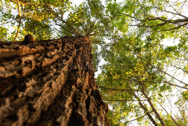Ant Eye View of Resak Tembaga Tree in Jungle Background.forest and ...