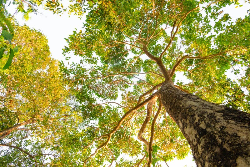 Ant Eye View of Resak Tembaga Tree in Jungle Background.forest and ...
