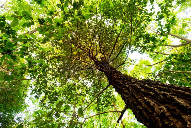Ant Eye View of Resak Tembaga Tree in Jungle Background.forest and ...