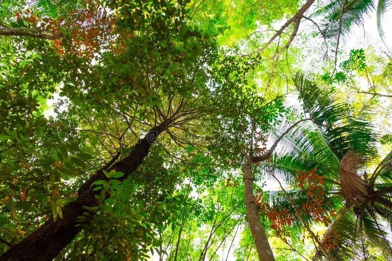 Ant Eye View of Resak Tembaga Tree in Jungle Background.forest and ...
