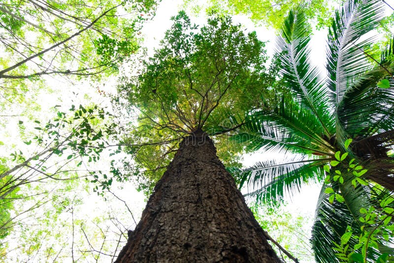 Ant Eye View of Resak Tembaga Tree in Jungle Background.forest and ...