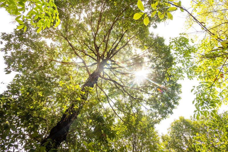 Backgroundforest Stock Photos - Free & Royalty-Free Stock Photos from ...