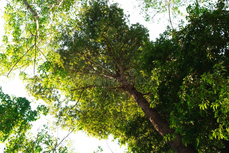 Ant Eye View of Resak Tembaga Tree in Jungle Background.forest and ...