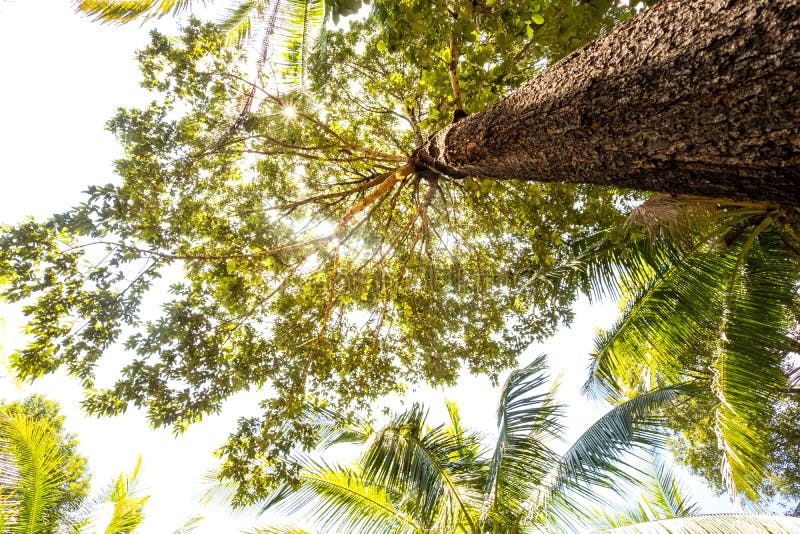 Backgroundforest Stock Photos - Free & Royalty-Free Stock Photos from ...