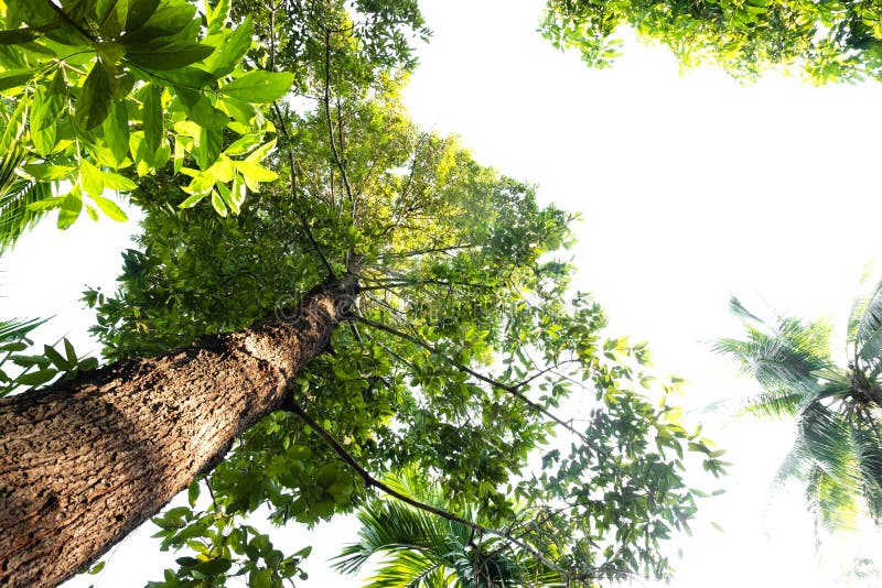 Ant Eye View of Resak Tembaga Tree in Jungle Background.forest and ...
