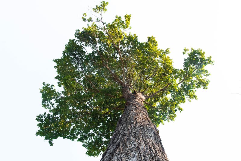 Ant Eye View of Resak Tembaga Tree in Jungle Background.forest and ...