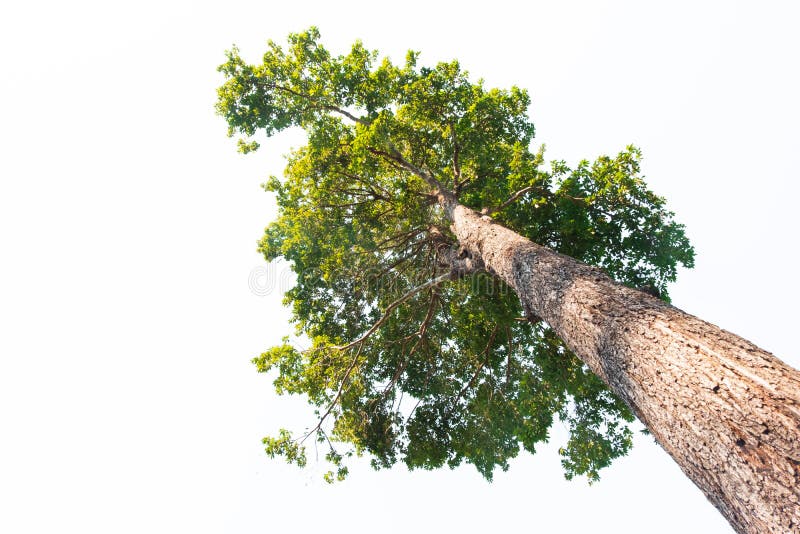 Ant Eye View of Resak Tembaga Tree in Jungle Background.forest and ...