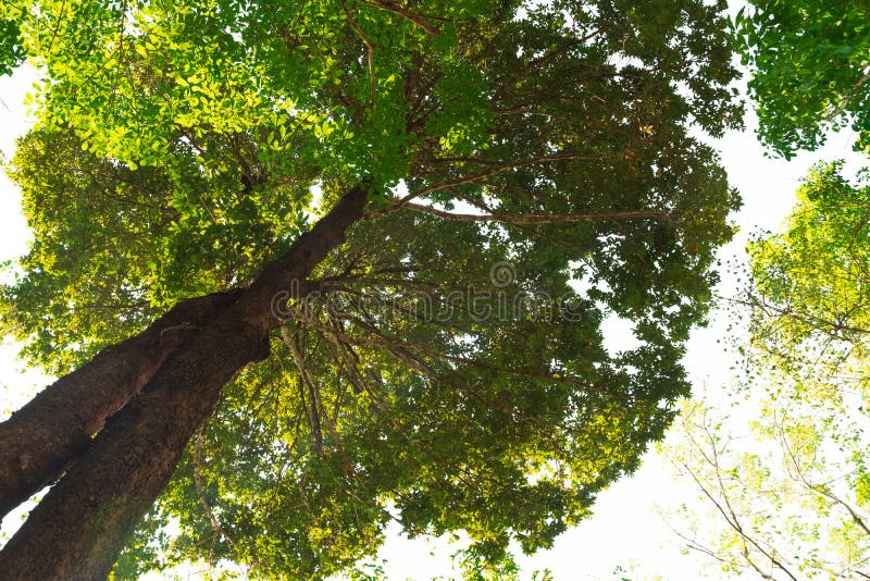 Ant Eye View of Resak Tembaga Tree in Jungle Background.forest and ...