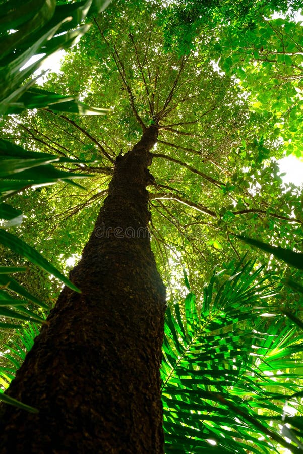 Ant Eye View of Resak Tembaga Tree in Jungle Background.forest and ...