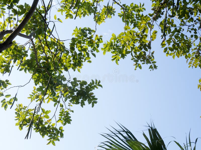 Ant Eye View of the Tree. Under the Shade of a Large Tree with a Bright ...