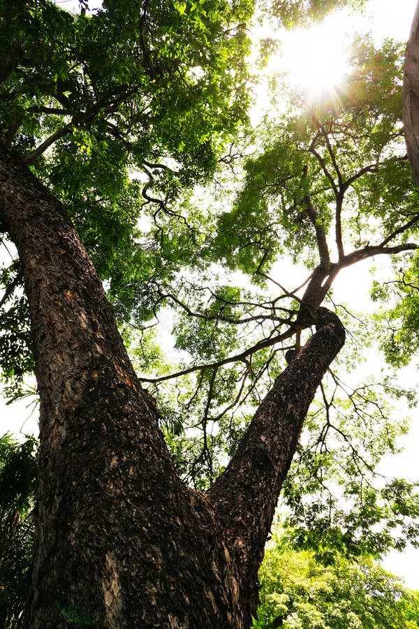 Ant Eye View, Trunk and Branches of Tree Stock Image - Image of ...