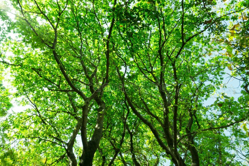 Ant Eyes View Under the Tree in Daylight Stock Image - Image of outdoor ...