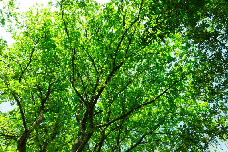 Ant Eyes View Under the Tree in Daylight Stock Photo - Image of ...