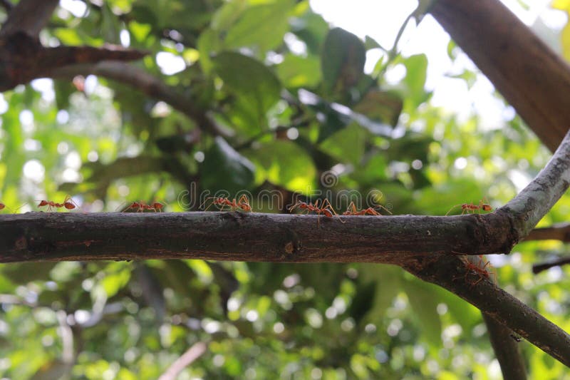 Ant family stock image. Image of ecologi, happy, ecosystem - 311955301