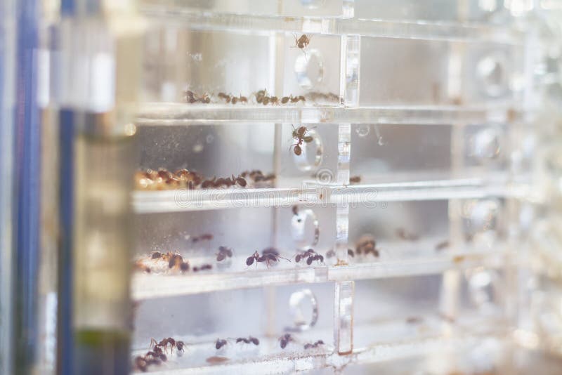An Ant Farm with a Colony of Ants in a Transparent Container for ...