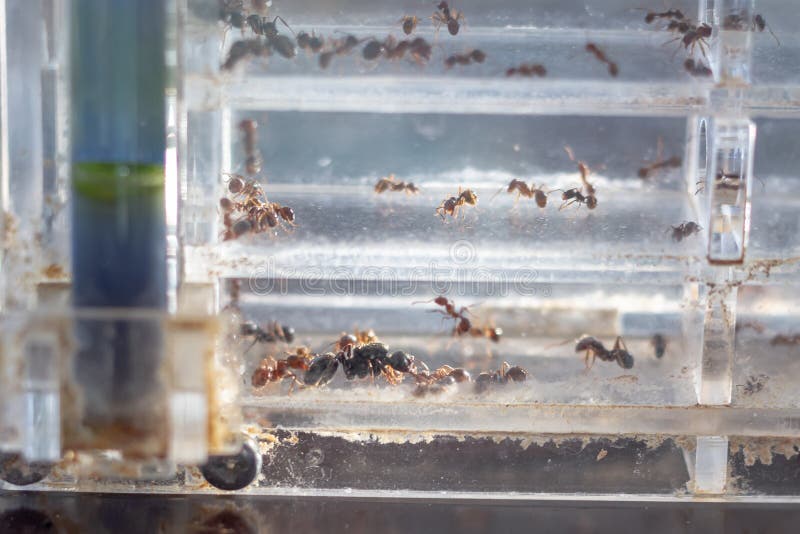 An Ant Farm with a Colony of Ants in a Transparent Container for ...