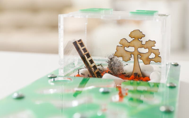 Ant Farm Formicarium on Table, Closeup View Stock Image - Image of ...