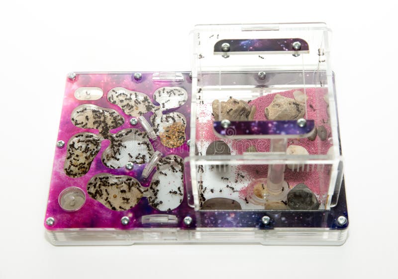 Ant Farm on a White Background, Ants Stock Image - Image of white ...