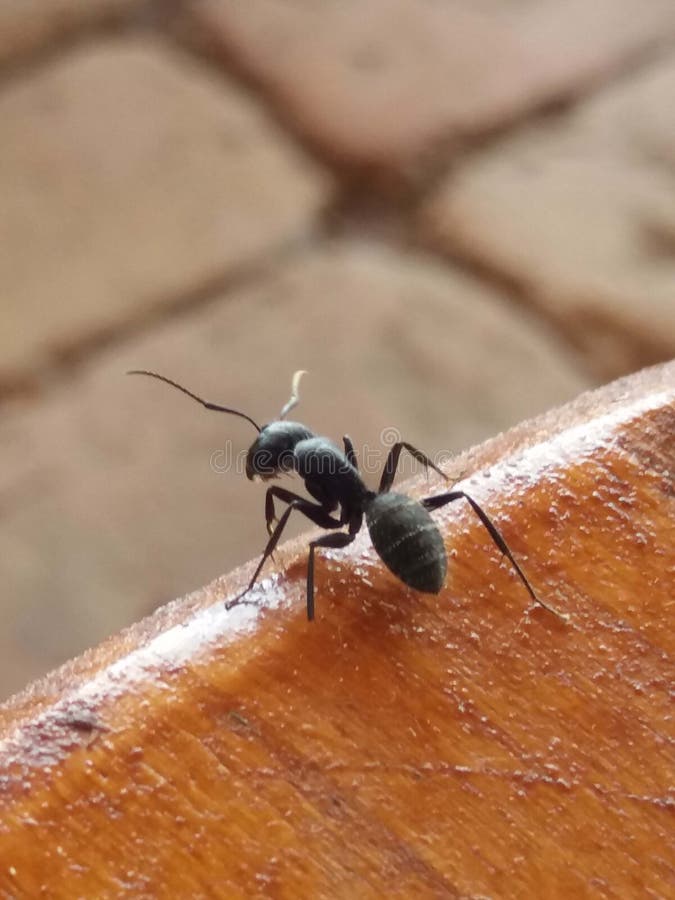 ANT a FEARLESS HARD WORKING EXPLORER Stock Photo - Image of restaurant ...