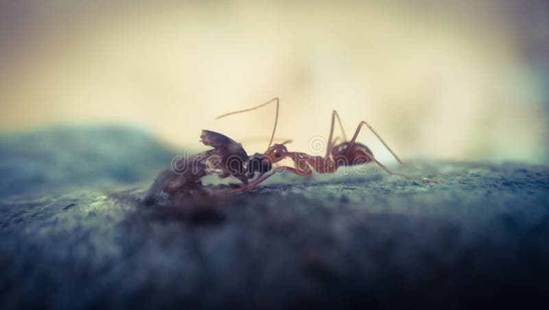 The ant stock image. Image of fight, work, hard, eteing - 107777859