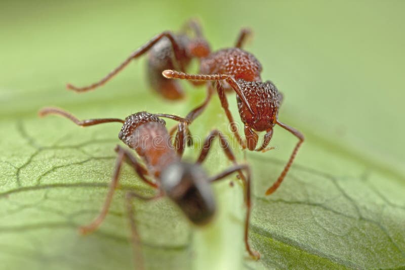 Ant fighting stock image. Image of foliage, wild, park - 14682959