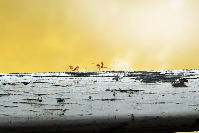 Ant fighting stock image. Image of wilderness, formicidae - 14682959