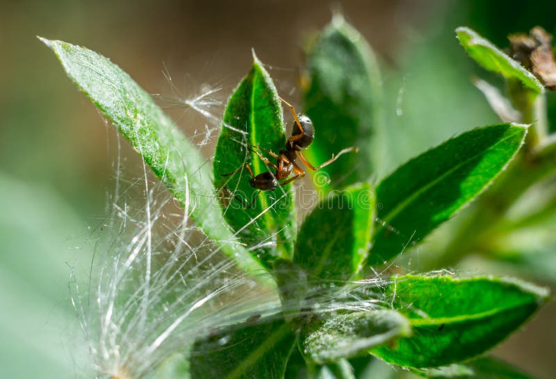 Team Of Ants Work Constructing Bridge, Teamwork Stock Image - Image of ... Team Of Ants Work Constructing Bridge, Teamwork Stock Image - Image of ...