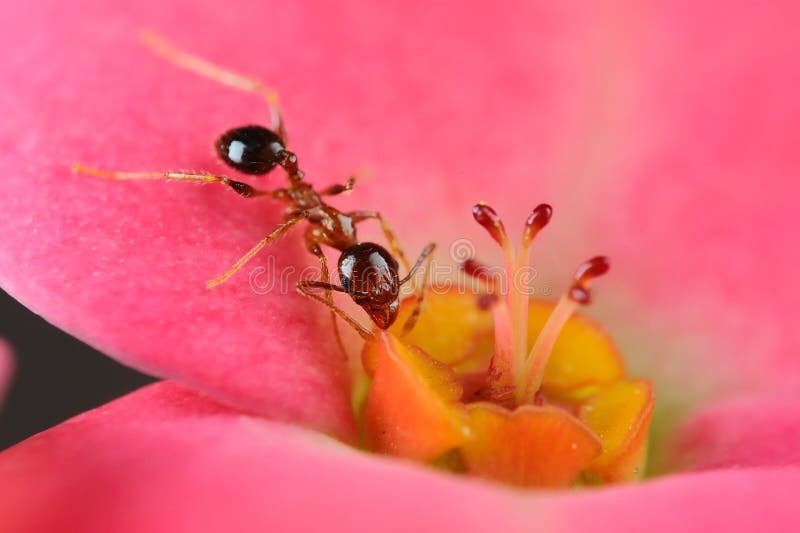 Ant on flower stock image. Image of flower, close, wild - 24944633