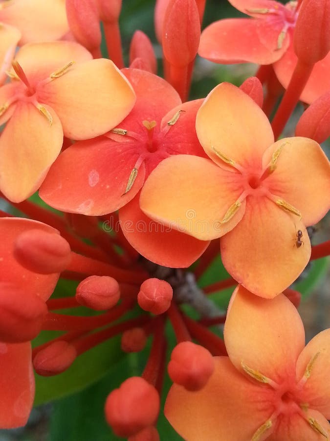 Ant flower stock photo. Image of outdoors, flower, nature - 43922206