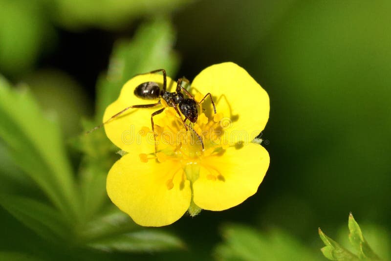 Ant on a flower stock image. Image of green, flower - 239171135