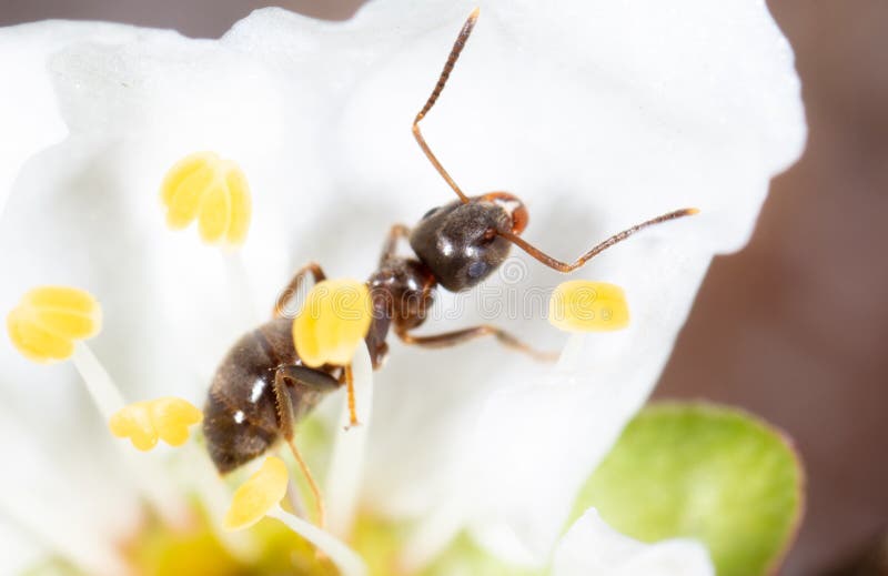 Ant on a flower in spring. stock image. Image of natural - 266467551