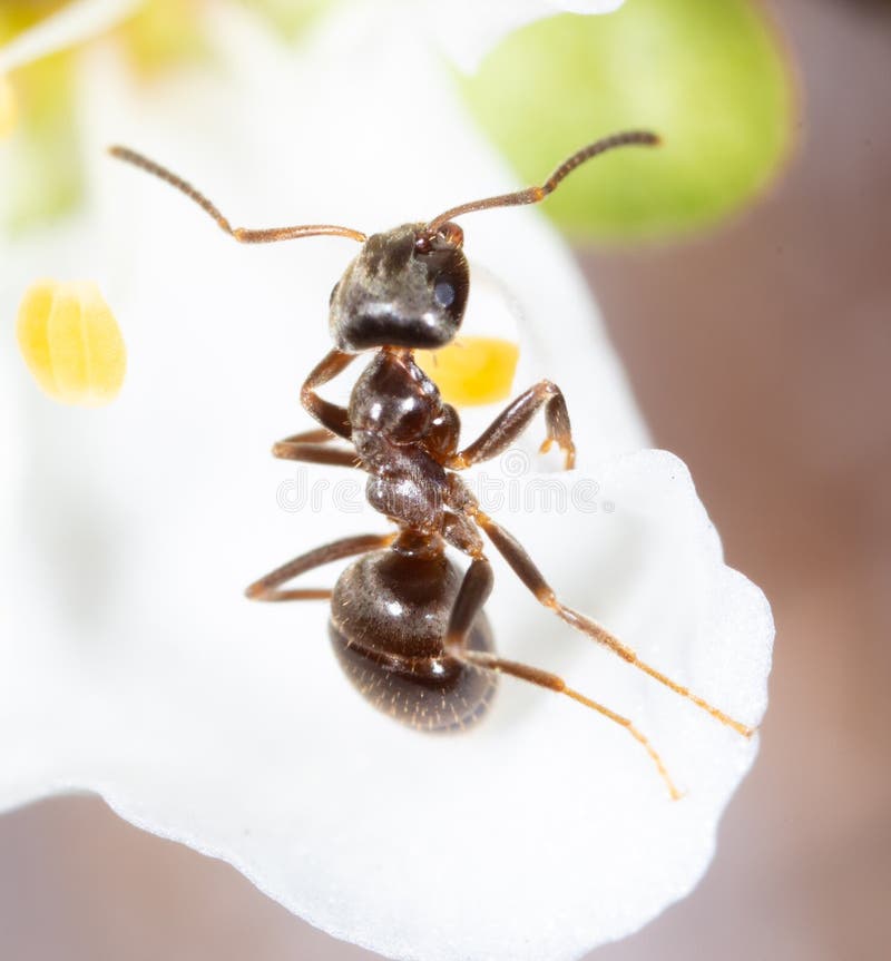 Ant on a flower in spring. stock image. Image of closeup - 265995181