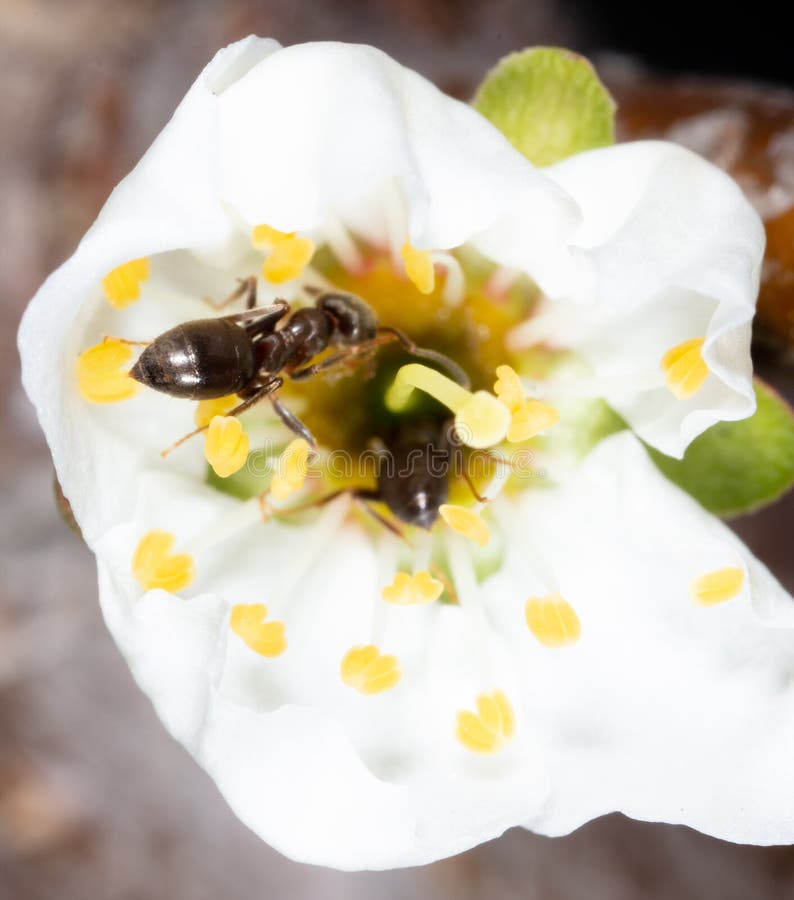 Ant on a flower in spring. stock photo. Image of beautiful - 265995492