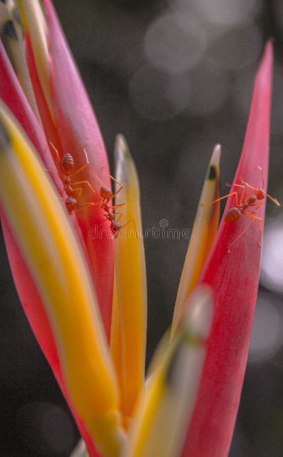 3 ant on a flower stock image. Image of flower, three - 261618141
