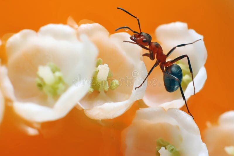 Ant on Lily of the Valley Flowers. Stock Photo - Image of antennae ...
