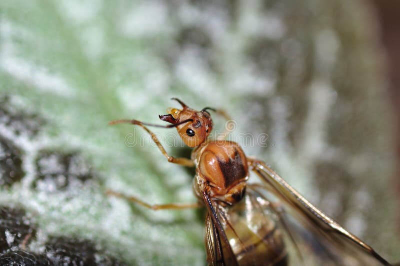 Ant Fly stock image. Image of wings, nature, insect, tropical - 16123493