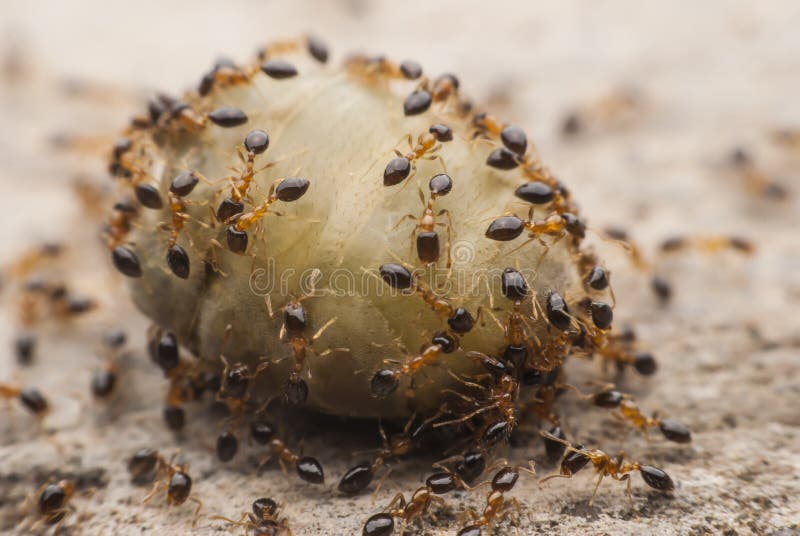 Ant with food stock image. Image of insects, pastry - 214365445