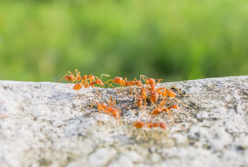 Ant Forage for food stock photo. Image of ants, trail - 56288664