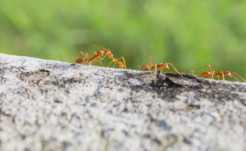 Ant Forage for food stock photo. Image of ants, trail - 56288664